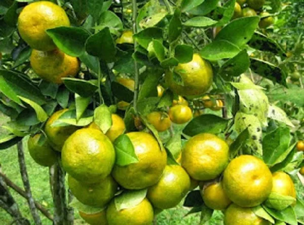 Jeruk Kalimantan Adalah
